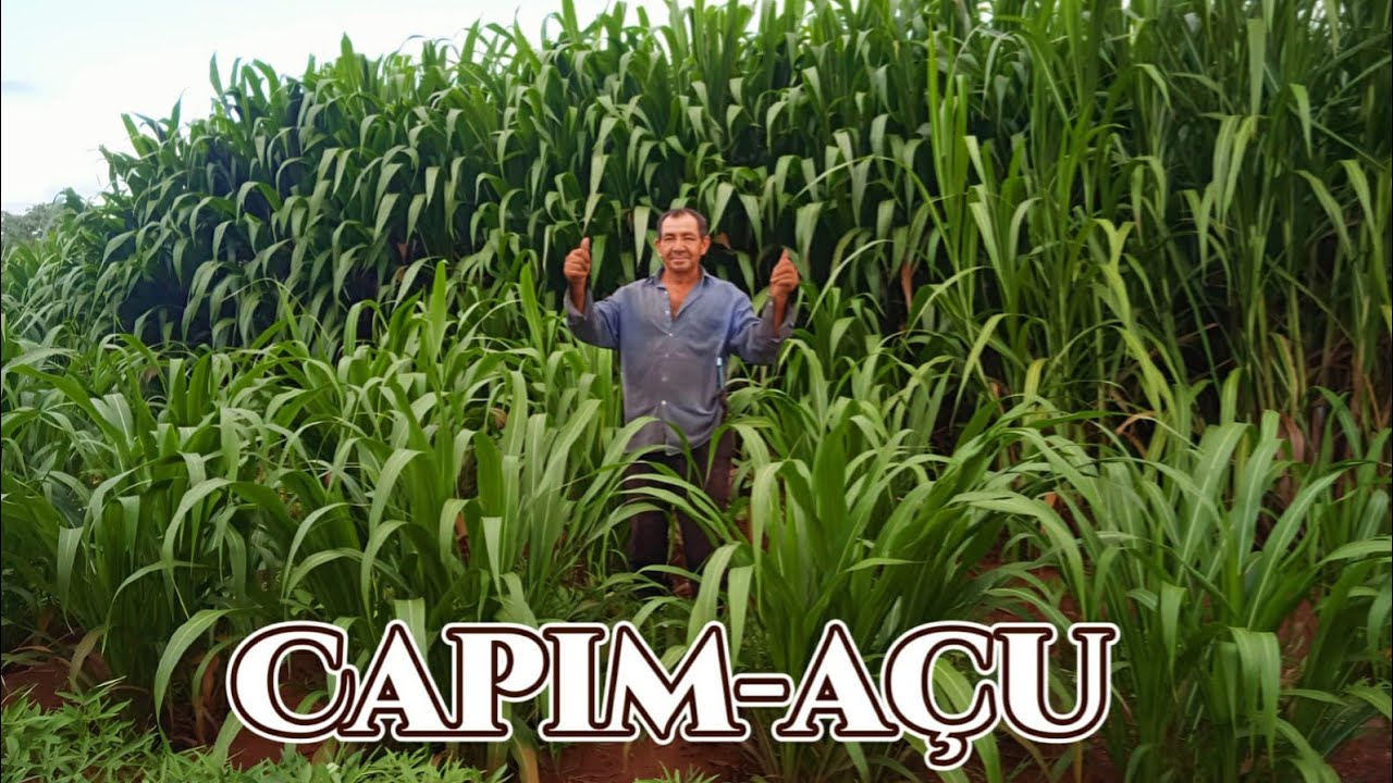 VEJA COMO TA A EVOLUÇÃO DO NOSSO CAPIM-AÇU PRONTO PRA FAZER A SILAGEM ...