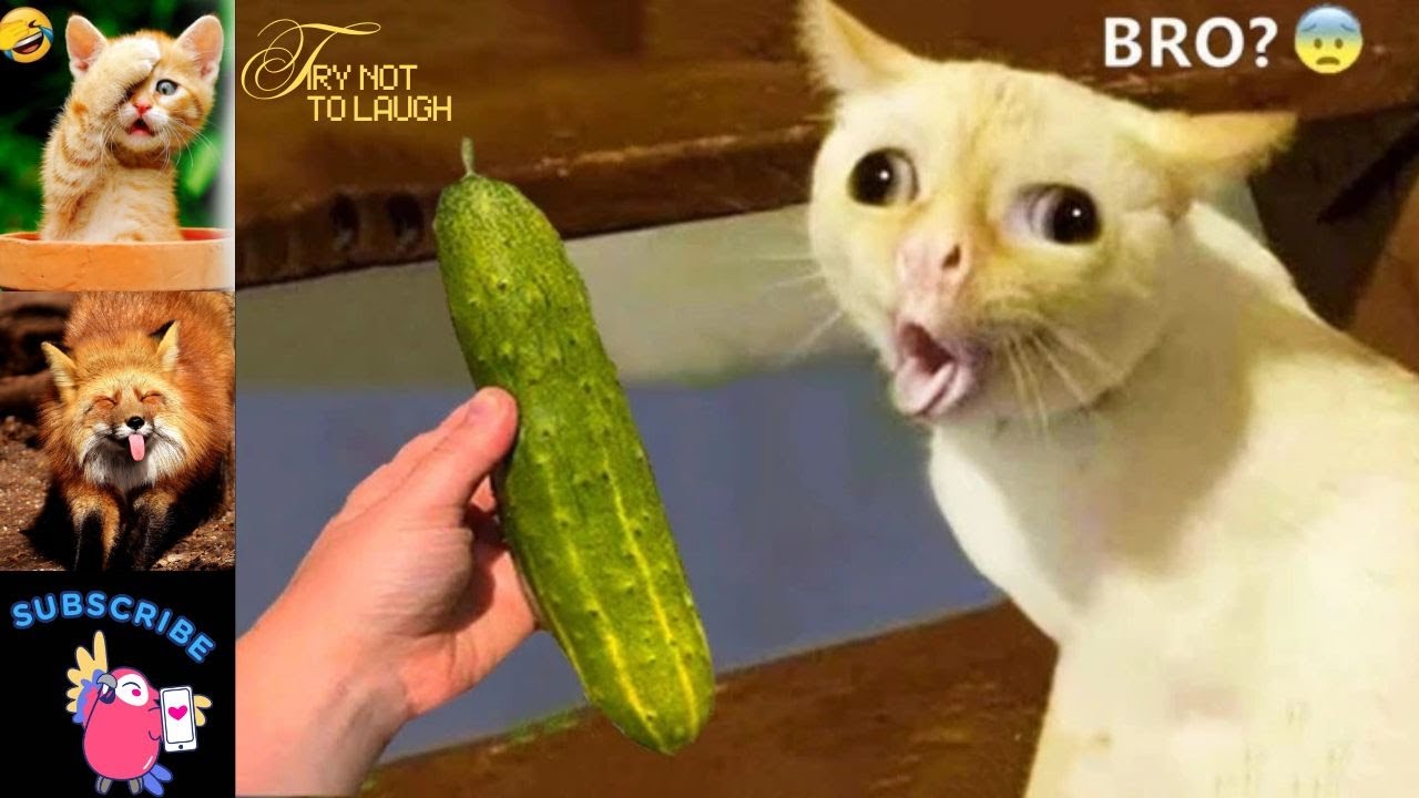 Try Not To Laugh | Funny animal | Animals doing silly things | Viral ...