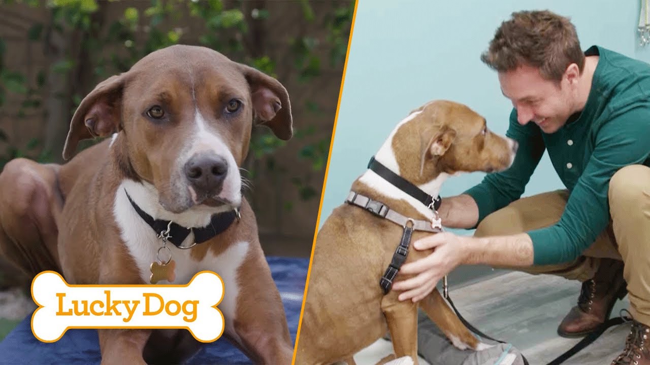 A Shy Rescue Dog Finds Her Match: London's Heartwarming Story Part 1 ...
