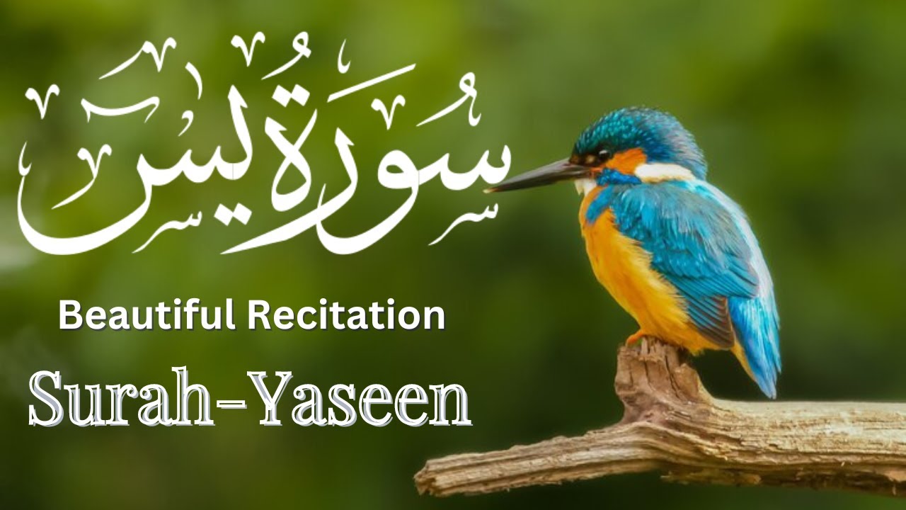Surah Yasin 🕌💚+ | Surah YASEEN (Ya-Seen) | سورة يس | Live Tilawat Quran ...