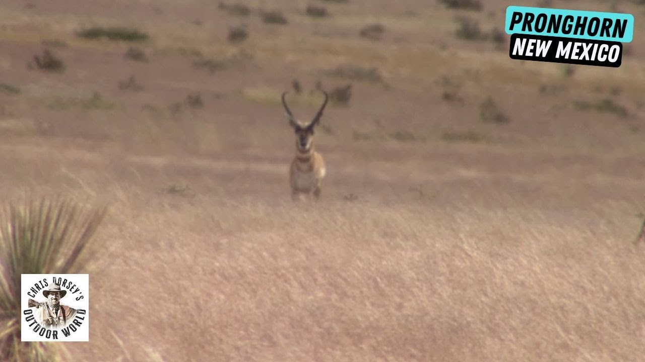 A Pronghorn Hunt in the Land of Giants - YouTube