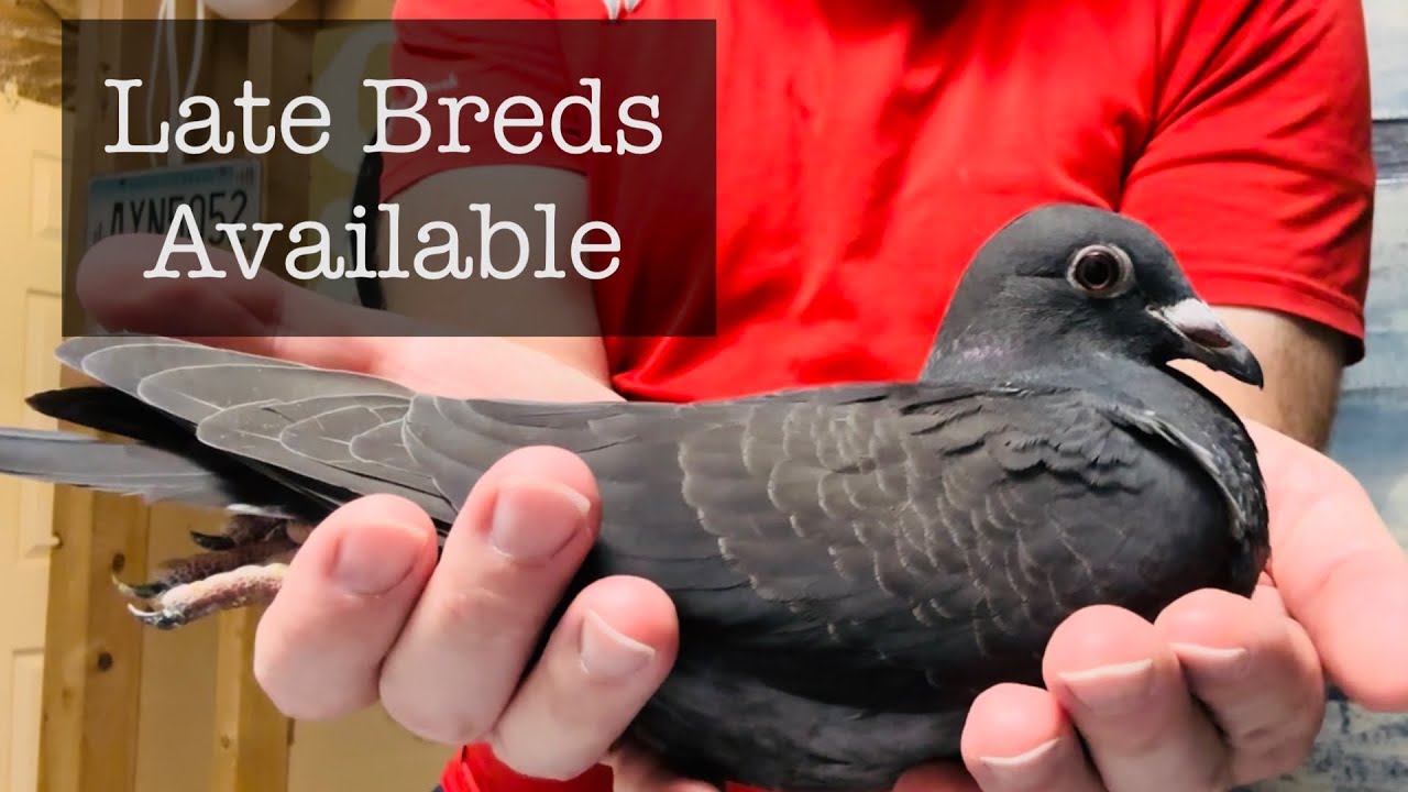 BIG NEWS in the pigeon sport & 2023 Late bred racing pigeons available ...