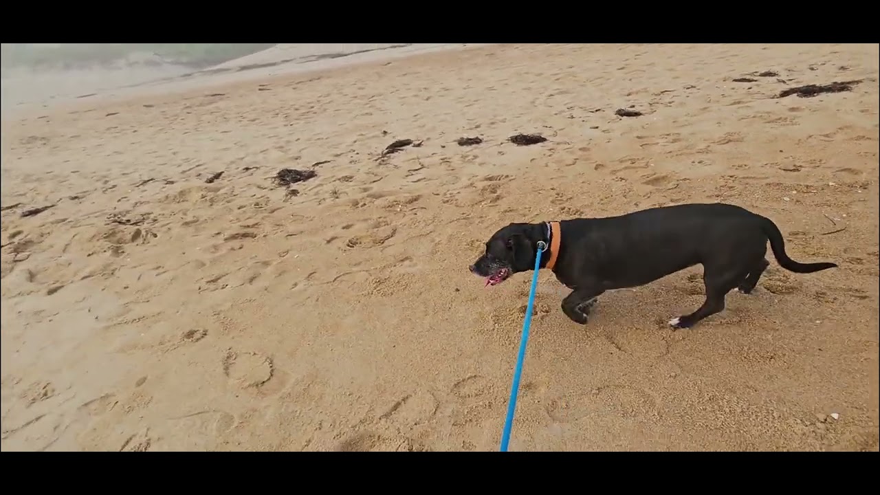 Relaxing waves sound while walking with my dog Tyler... #dog # ...