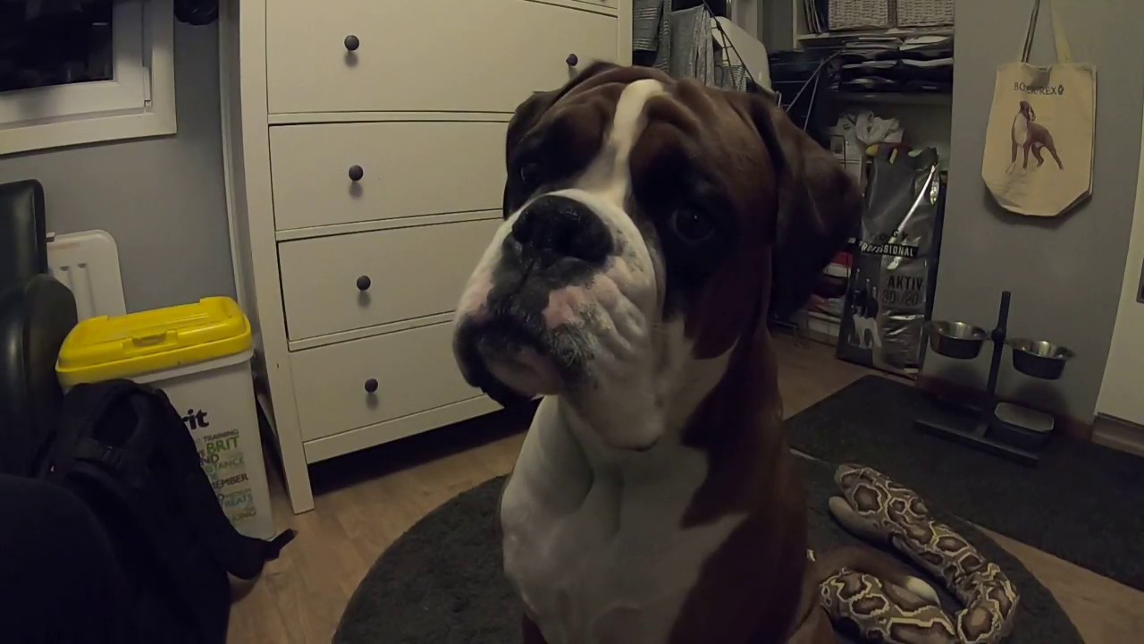 CLOSE-UP LIVESTREAM VIDEO OF CUTE BOXER REX - YouTube