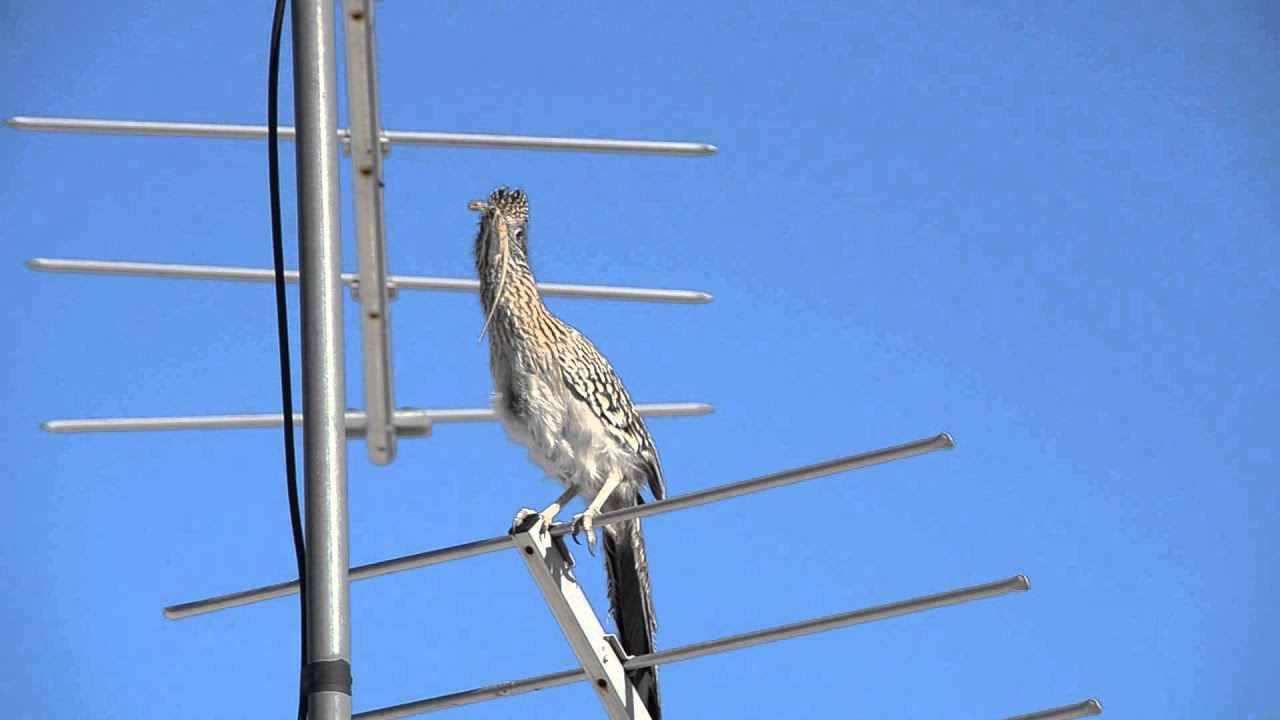 Roadrunner Mating Call - YouTube