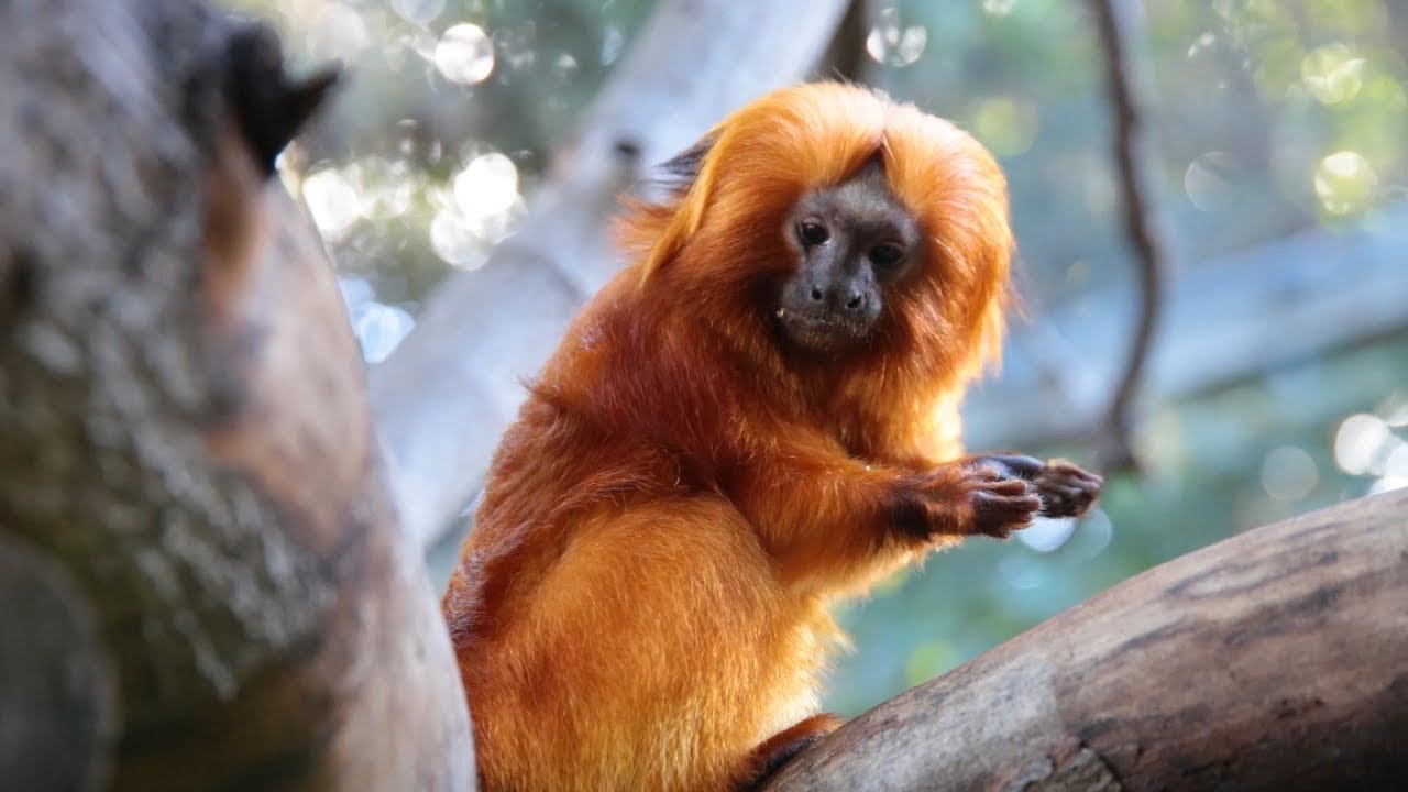 Animal Embassy - YouTube