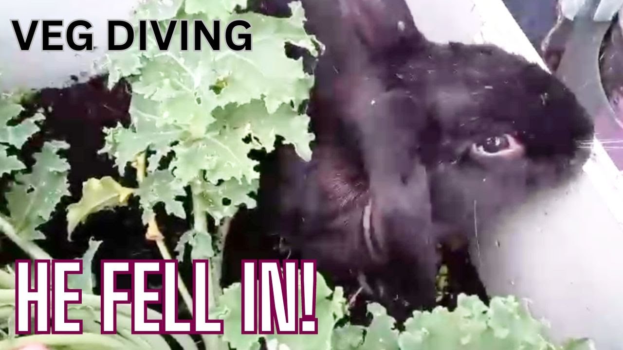 rabbit takes a plunge! the veg diving bunny - YouTube