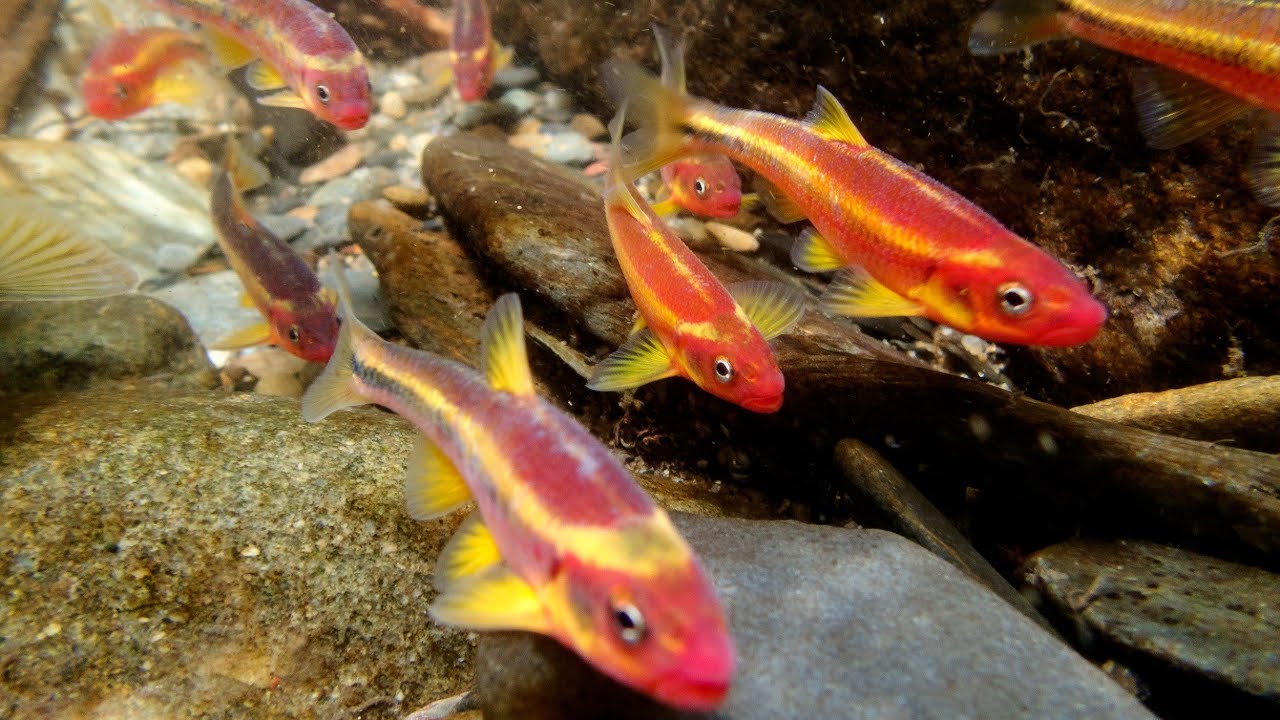 Beautiful, colored-up Saffron Shiners breeding in the Tellico River ...