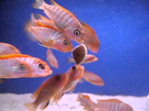 labidochromis hongi sweden - YouTube