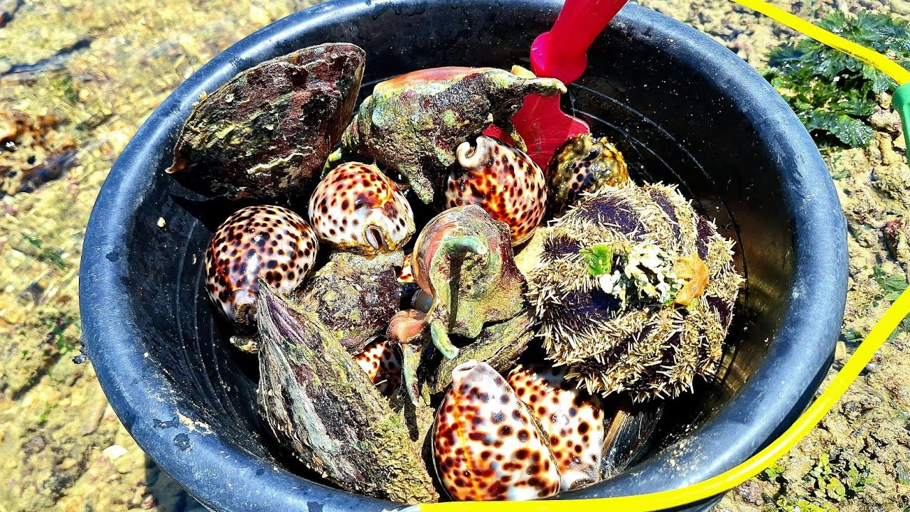 Seruuuu...‼️.Hari ini Berburu Coral kerang Ranga,siput panther,kerang ...