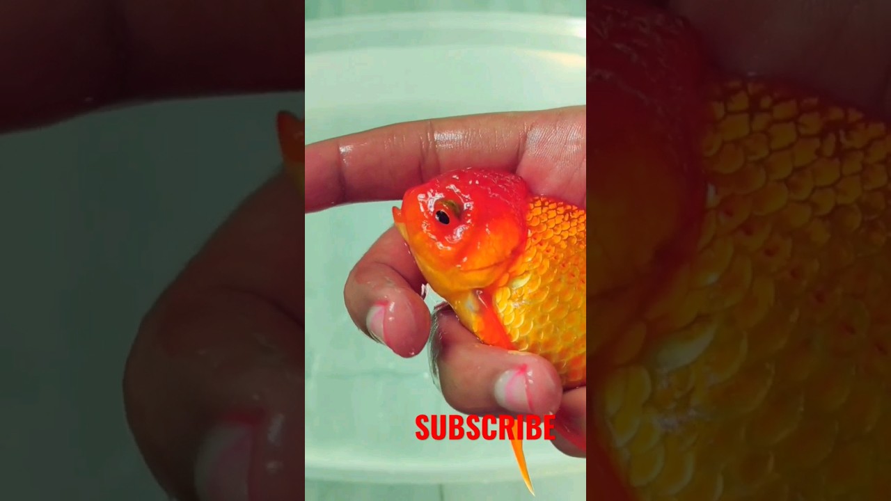 Goldfish #goldfish - YouTube