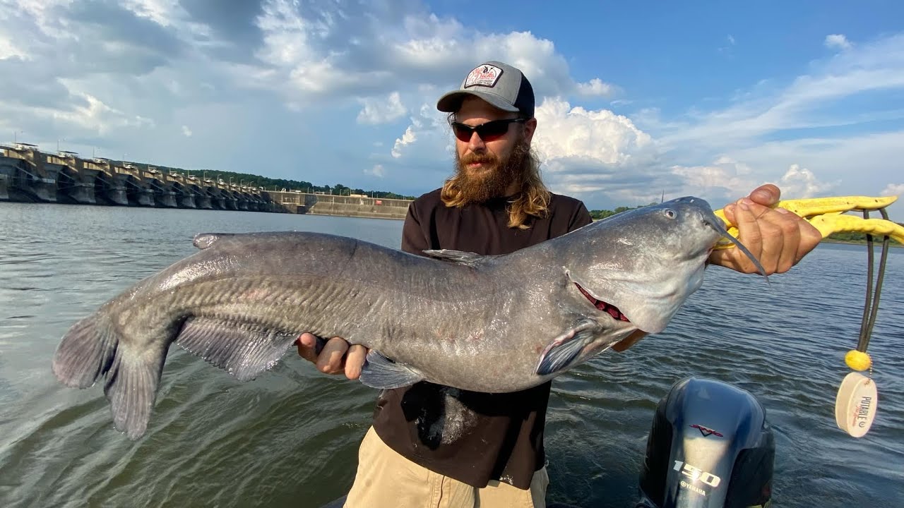 The BEST way to Catch BIG Catfish at Big River Dams! (Multiple BIG FISH ...