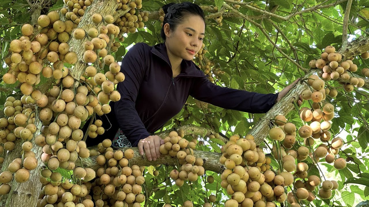 Harvest natural fruit to go to the market to sell - Cooking - Khuong ...