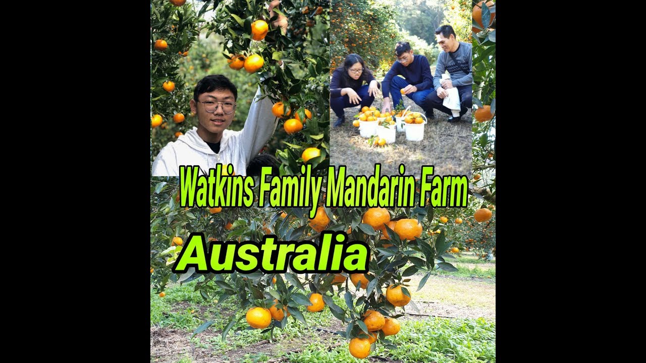 WATKINS FAMILY MANDARIN FARM AUSTRALIA- PICK YOUR OWN MANDARINS- WISATA ...