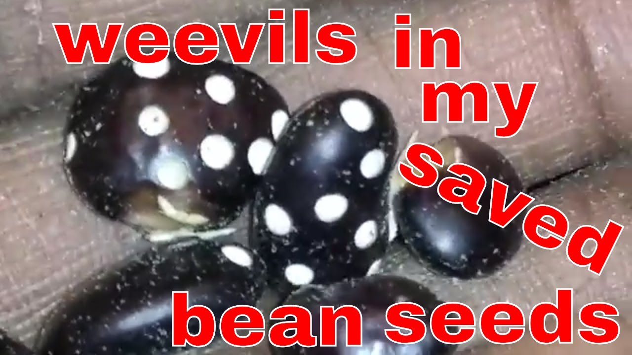 4/24/2018: weevils in my runner bean seeds | how to change the outcome ...