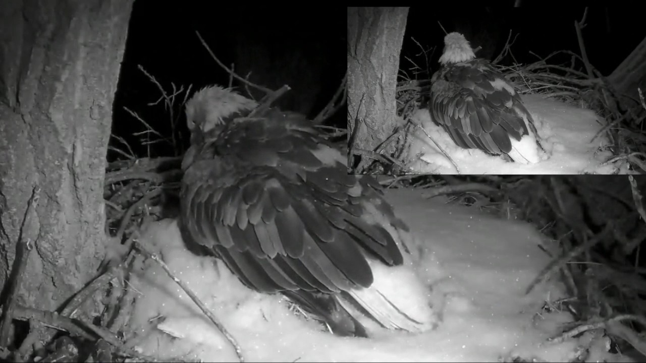 Decorah Eagles,Rouse-Shaking Off The Snow&Slow-Mo (Pip) 2/25/17 - YouTube