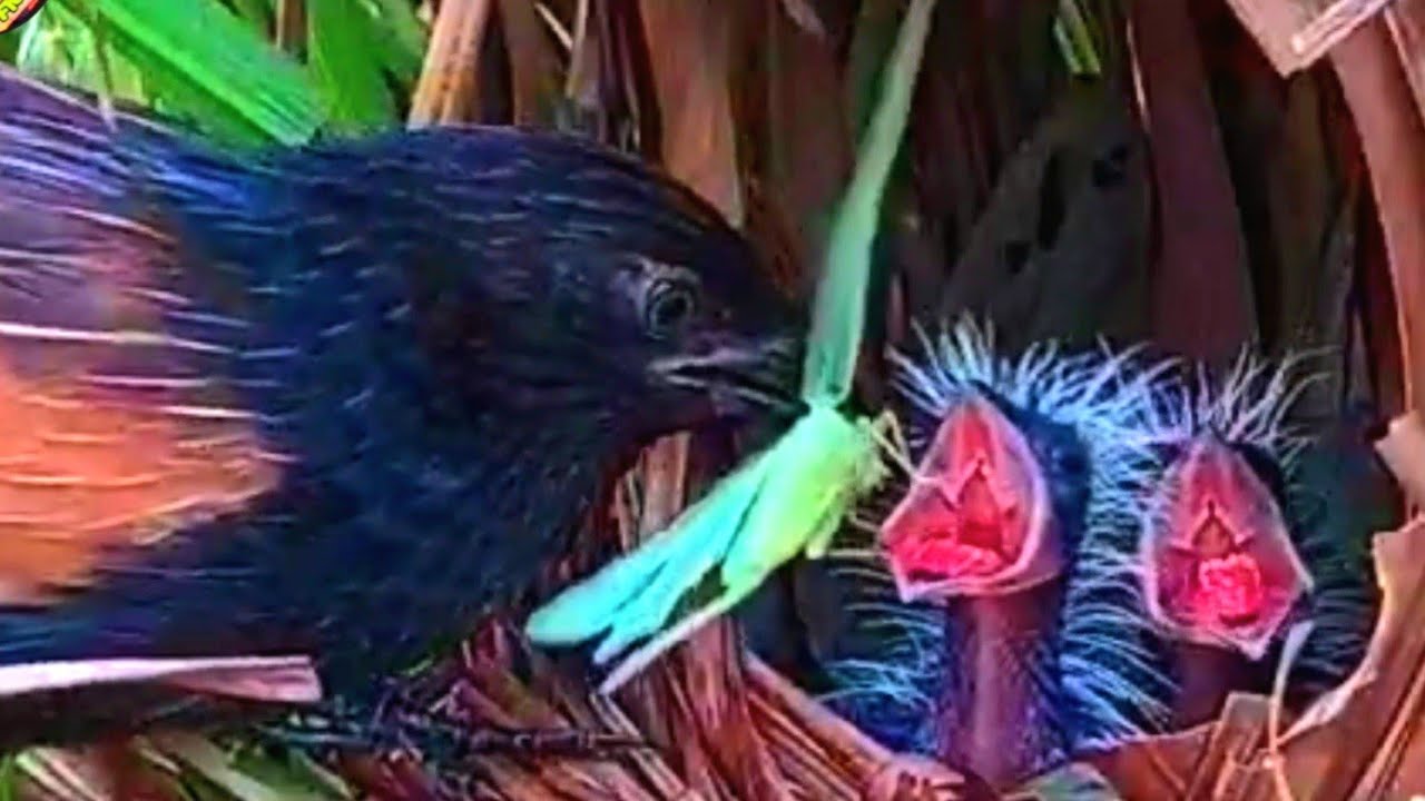 TELAH LAHIR DUA ANAK BURUNG BUBUT ALANG ALANG DI TEPI JALAN - YouTube