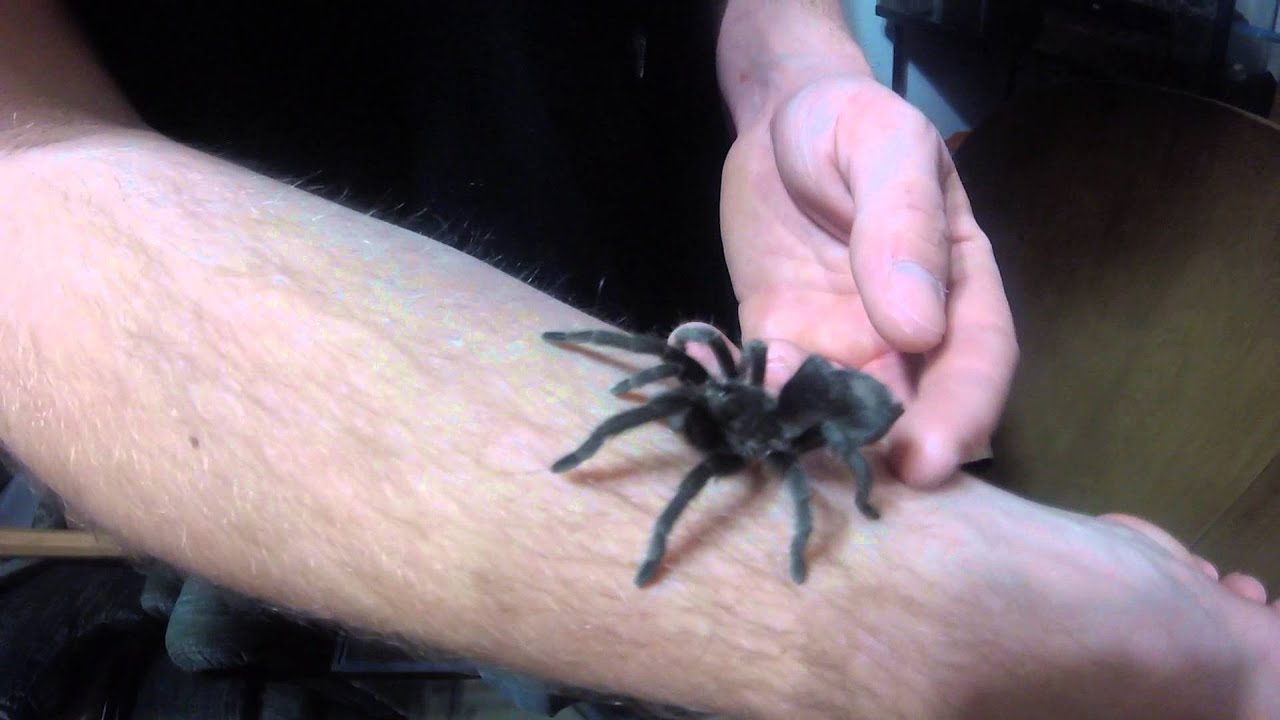 small tarantula - YouTube