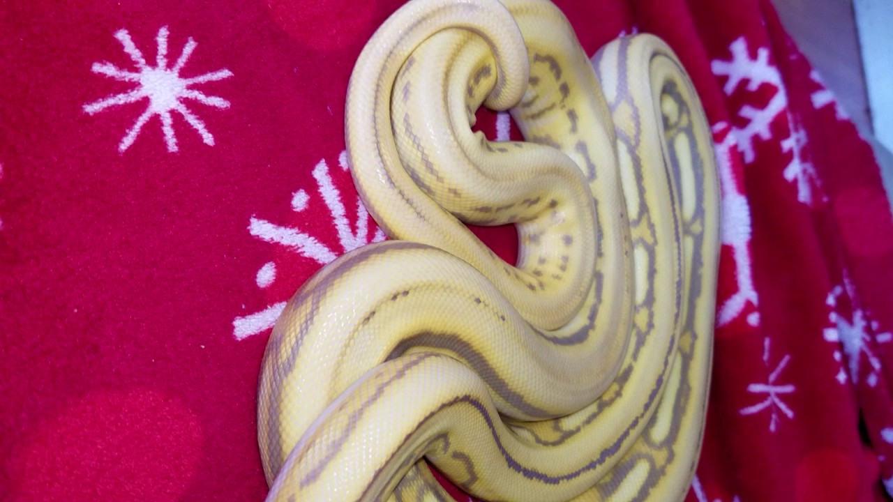 Orange glow super tiger citron retic - YouTube