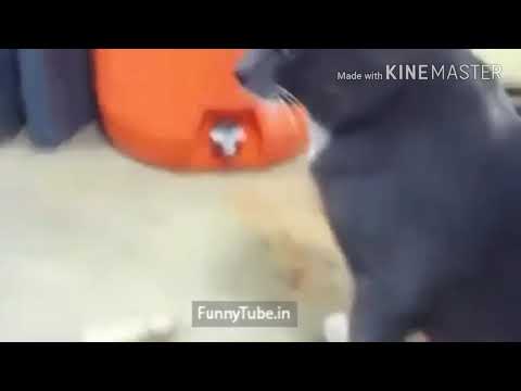 Fnyye video