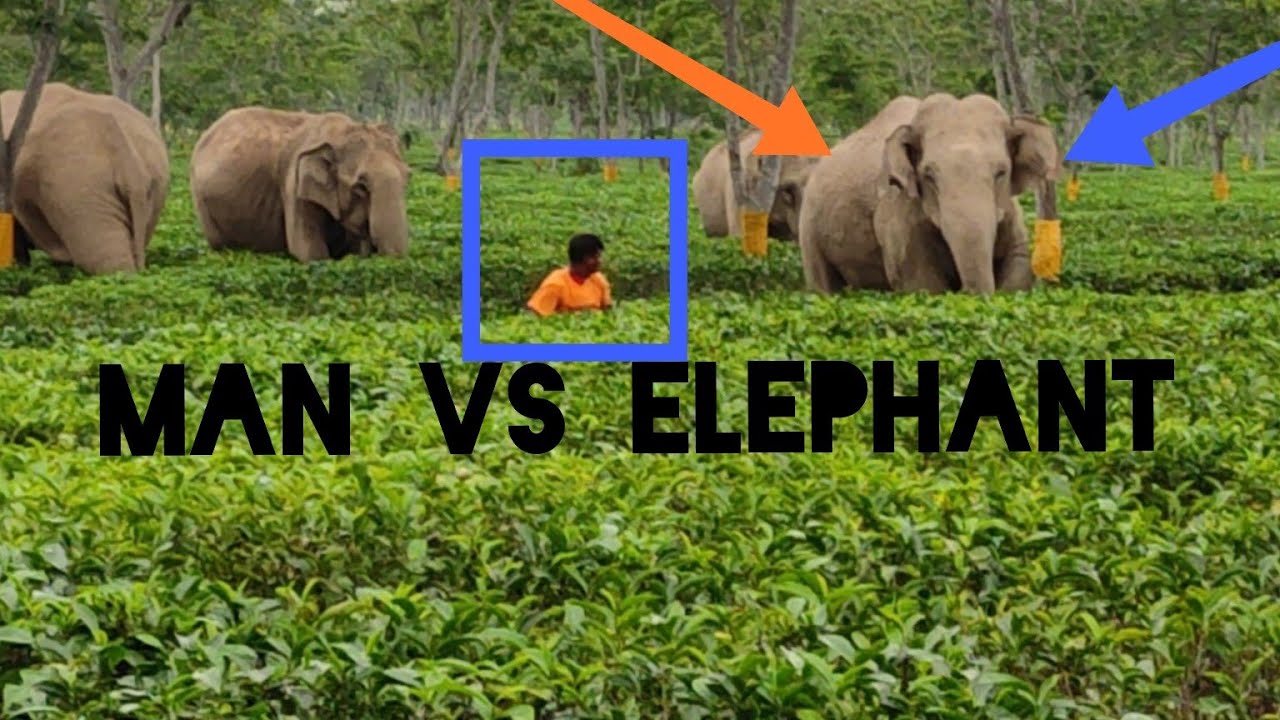 ELEPHANT VS MAN - YouTube