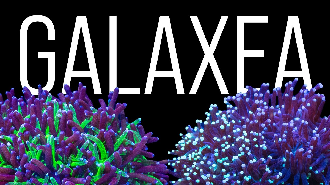 Galaxea Coral Care Tips - YouTube
