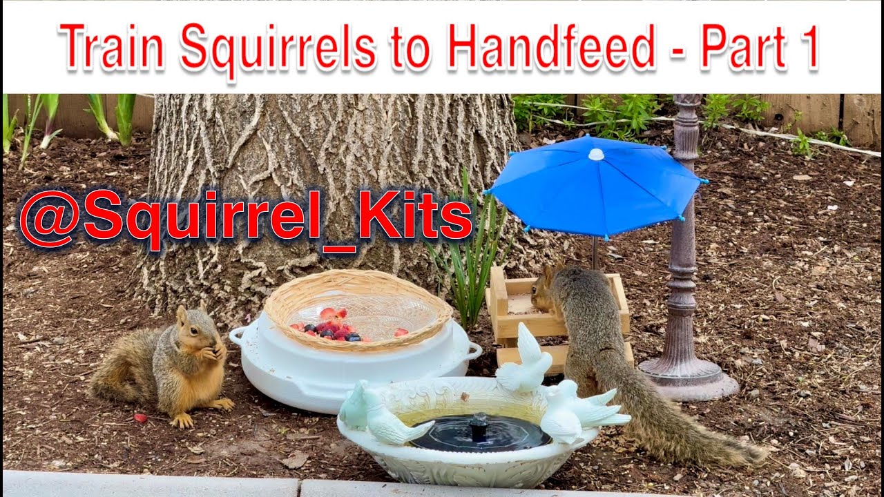 Train Squirrels to Hand Feed - Part 1 - YouTube