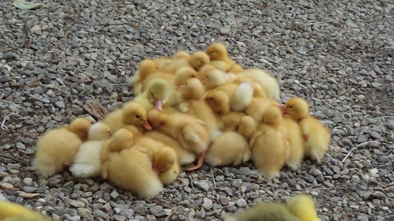 boboci de rata si gasca(baby ducks and gooses) - YouTube