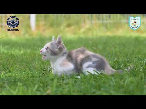 Bademli'de Bir Gün: Huzur, Doğa ve Nostalji