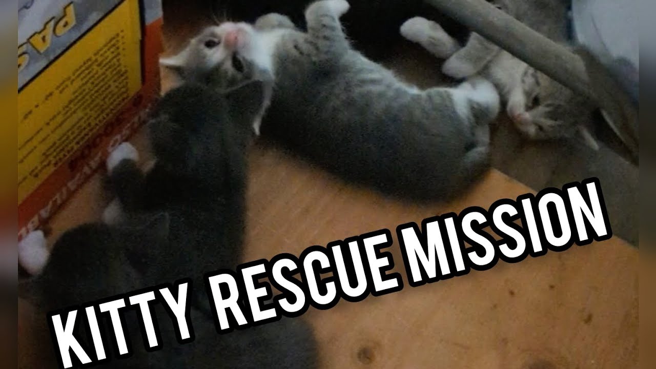 11 cat/kitten rescue mission - YouTube