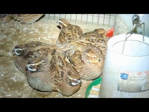 Bob white quail sleep in a circle to stay safe and warm at night! (Part ...