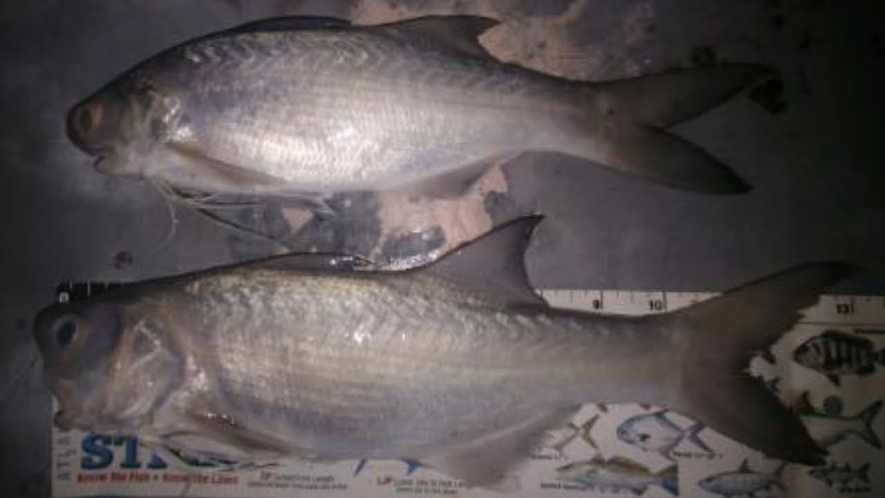 Atlantic Threadfin caught while surf fishing in South Florida - YouTube