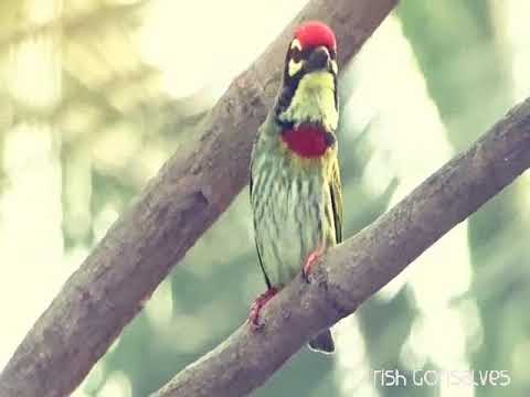 How does a call of coppersmith barbet sound (Animal behavior - Mating ...