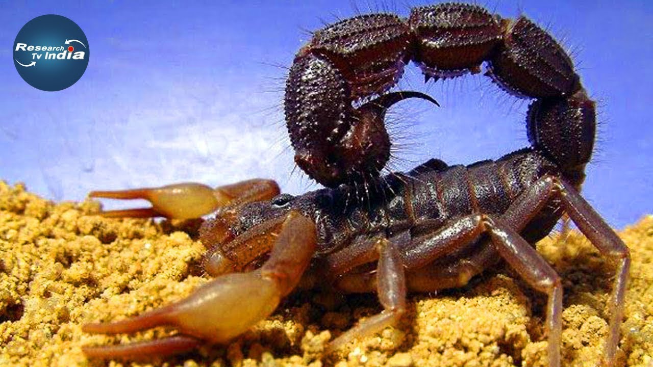 #Giant #Black #Scorpion/گژدمی# که 80 هزار دالر #scorpion #venom ...