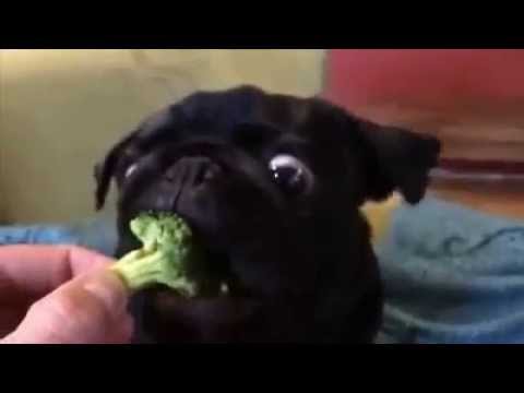 Pug comendo brócolis - YouTube