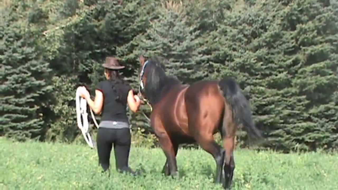 Stallion Behavior - Enrichment - YouTube