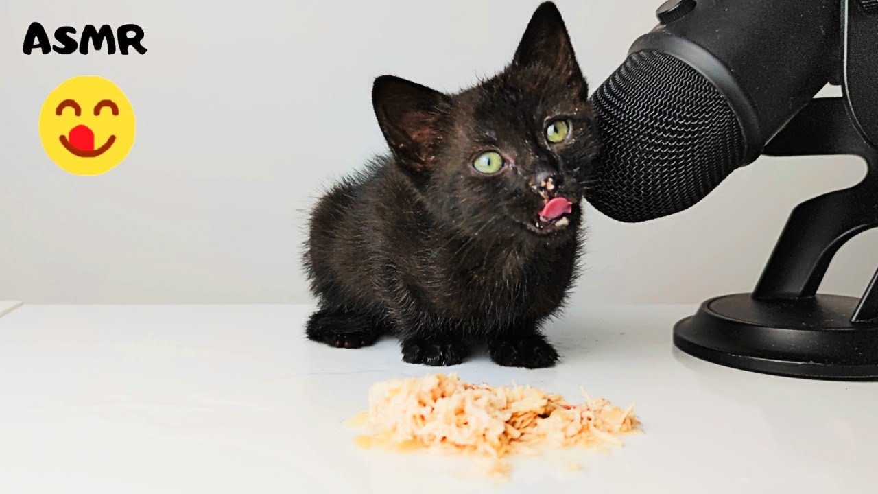 Kitten eating chicken fillet ASMR - YouTube