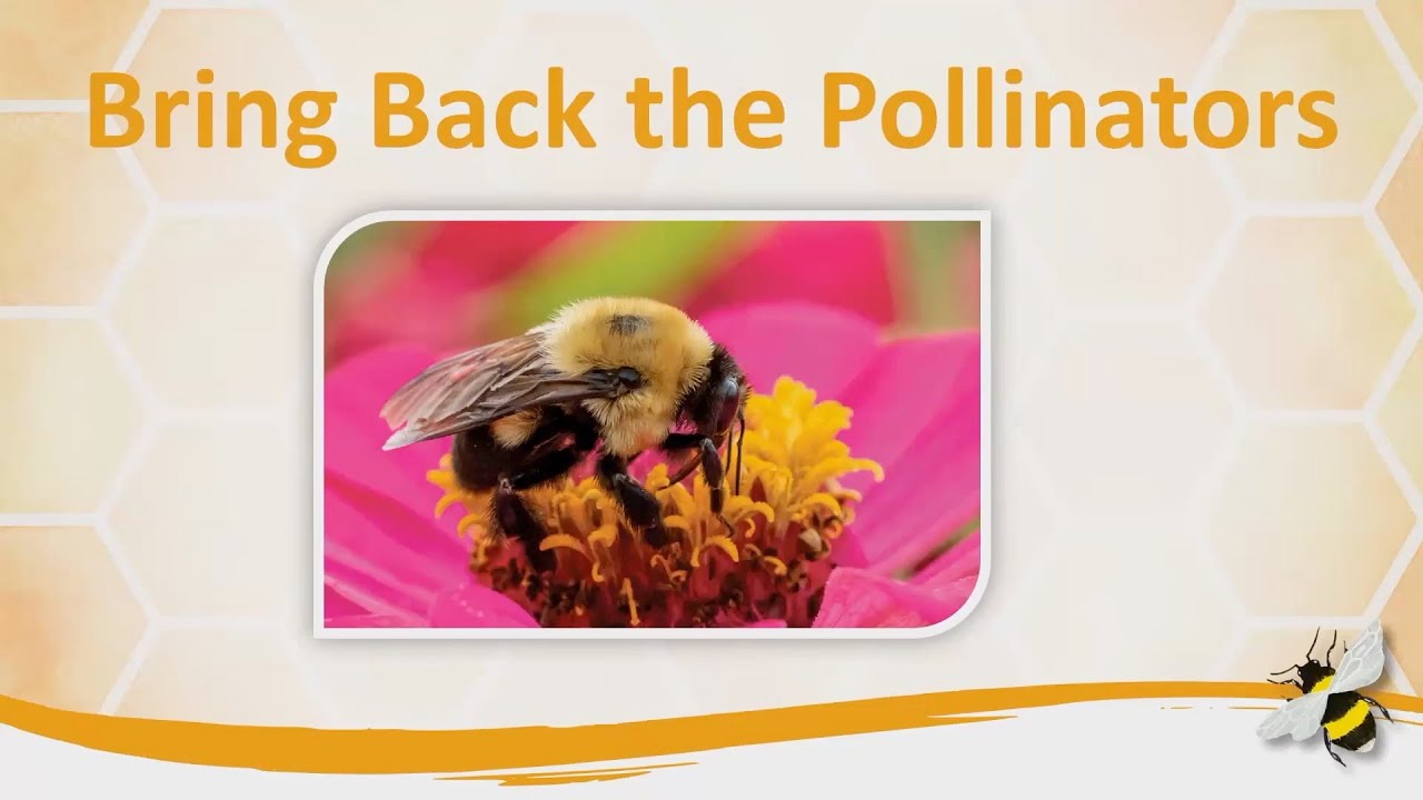 Bring Back the Pollinators - YouTube