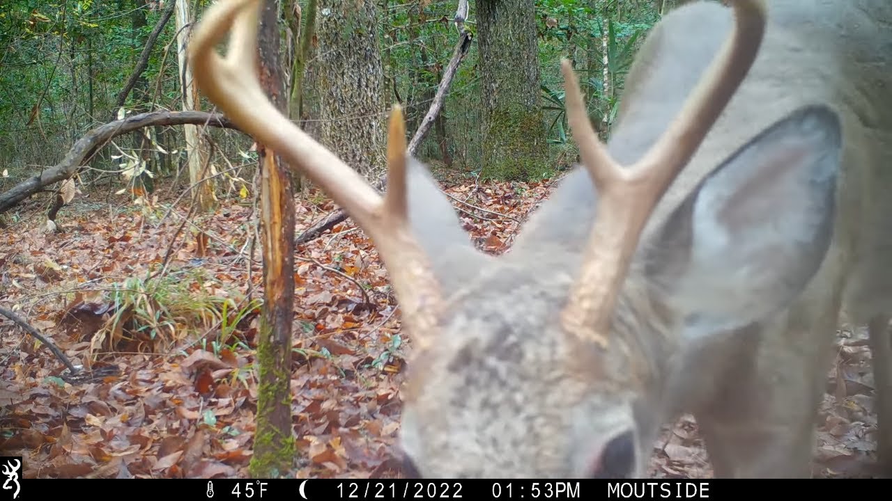 Deer and Other Animal Trail Camera Videos December 2022 - YouTube