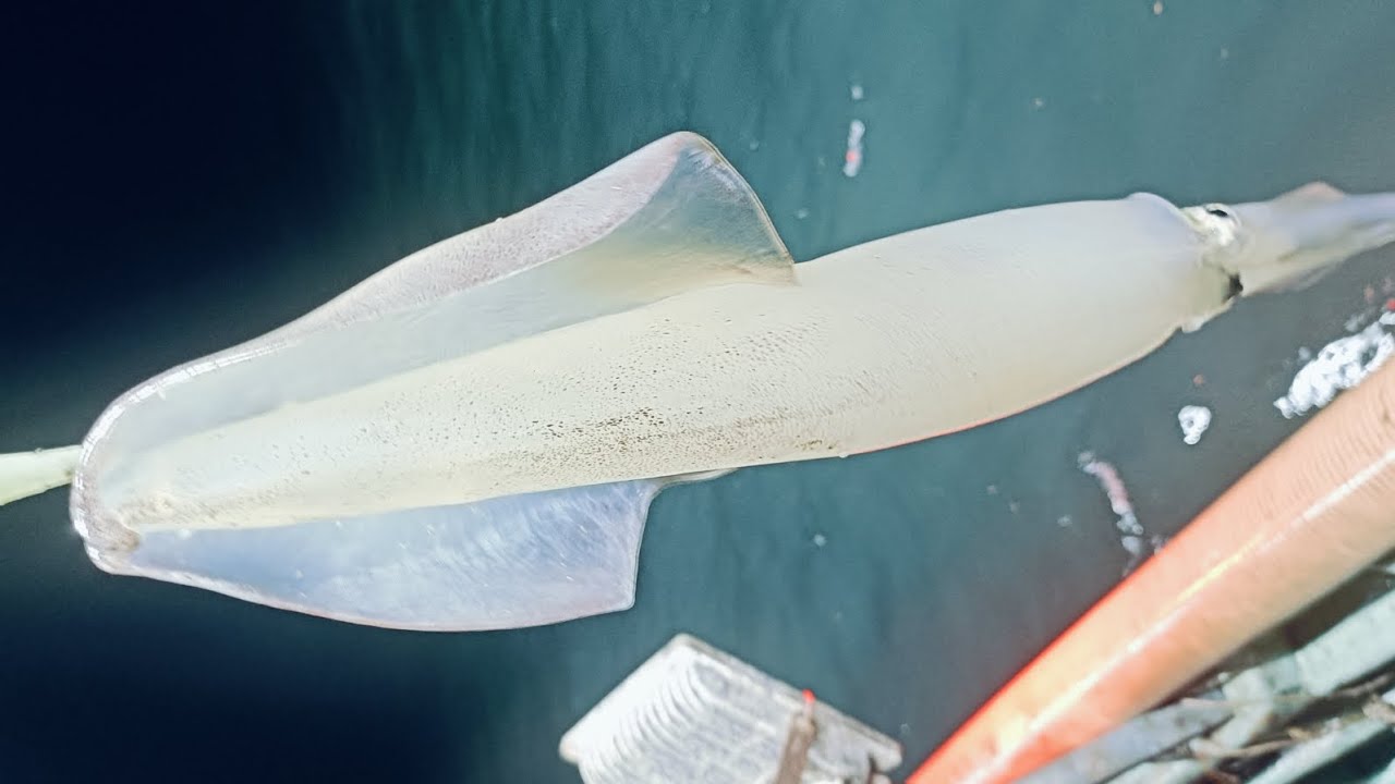 narsinga machhali fish new video octopus fishing #machhali #video # ...