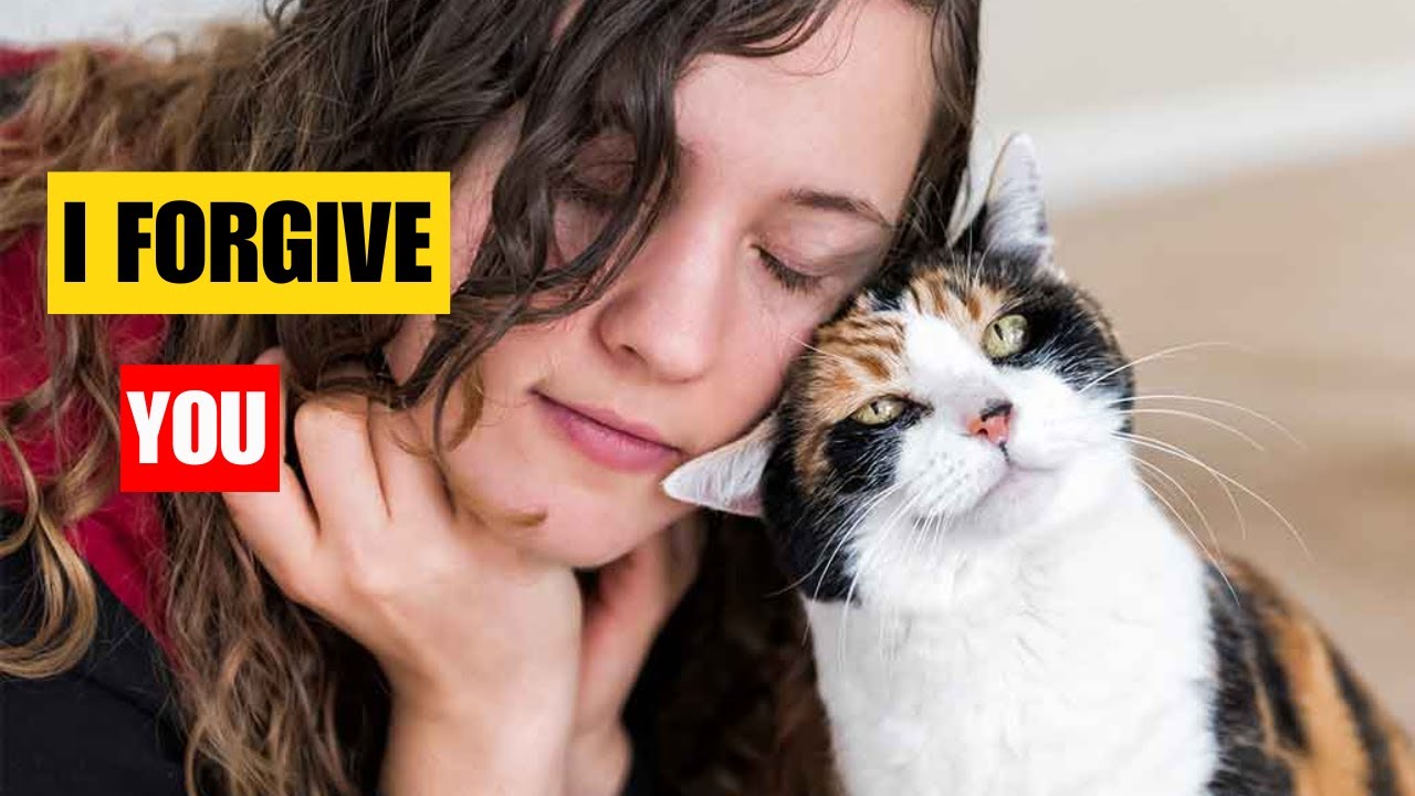 How Do Human Apologize To Cats | How to Say Sorry to Your Cat - YouTube