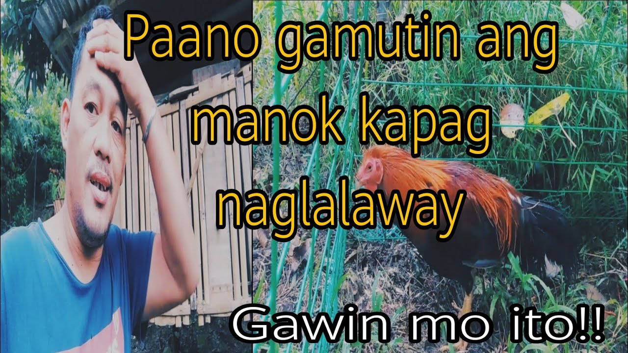 paano gamutin ang manok kapag naglalaway/frizab backyard breeder. - YouTube