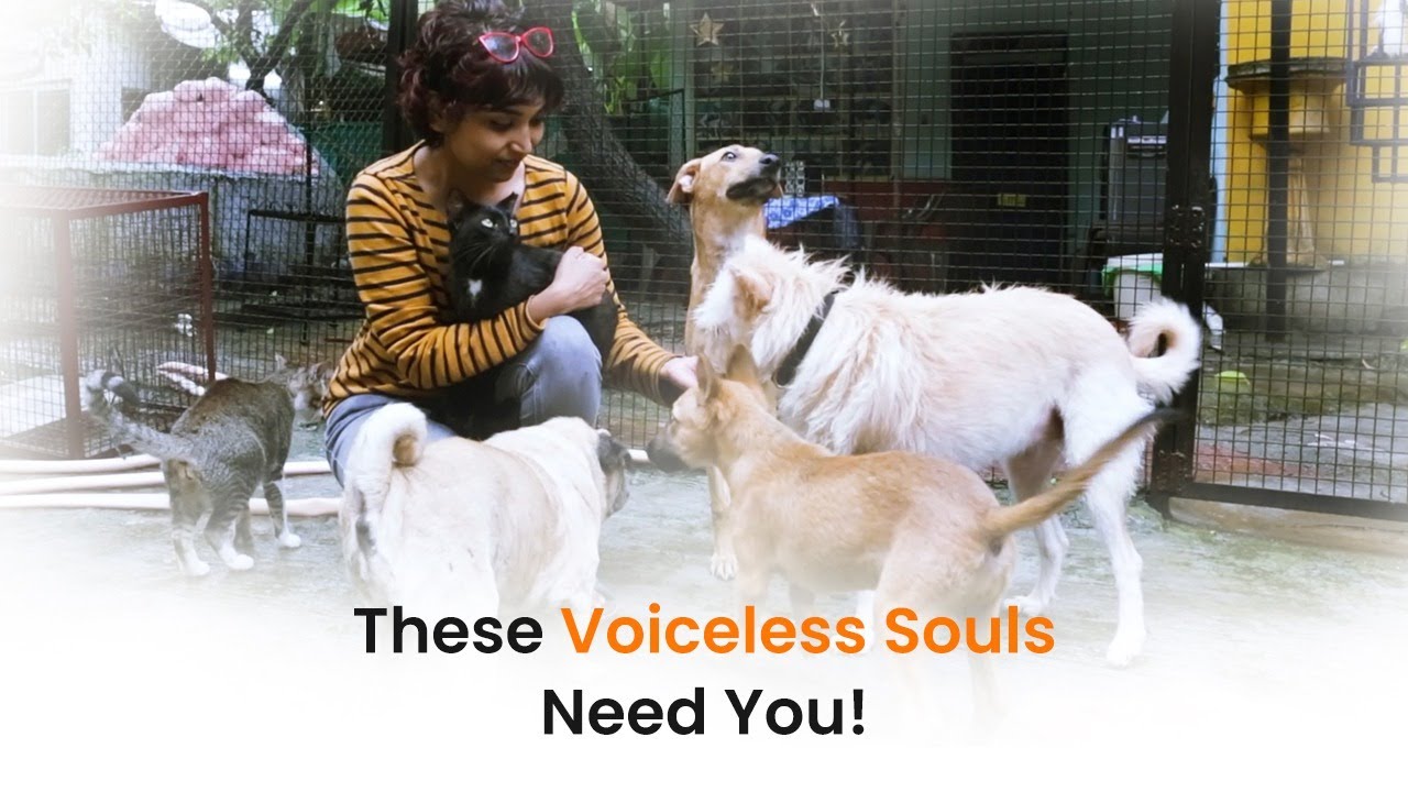 Help Karma Foundation Save Thousands Of Animals - YouTube