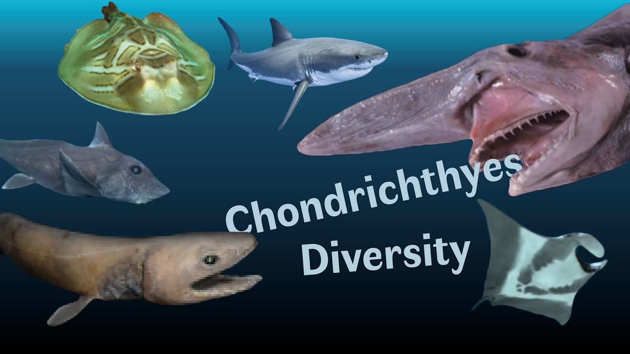 Chimera Chondrichthyes