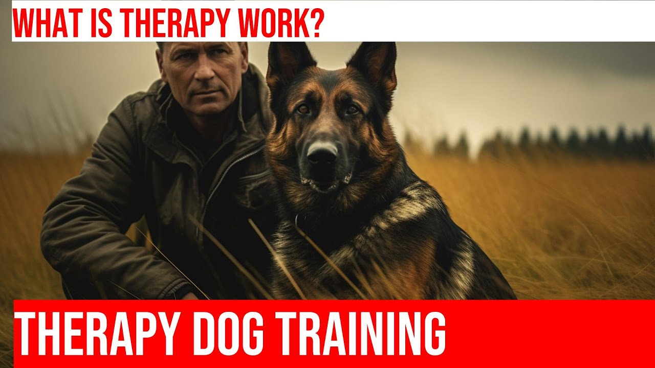 Training a German Shepherd for Therapy: How to Create a Calm & Reliable ...