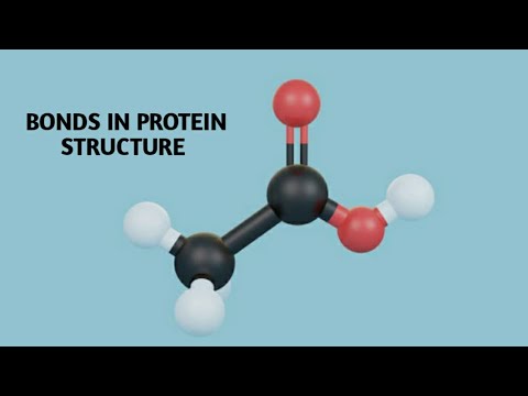 BONDS INVOLVED IN PROTEIN STRUCTURE - YouTube