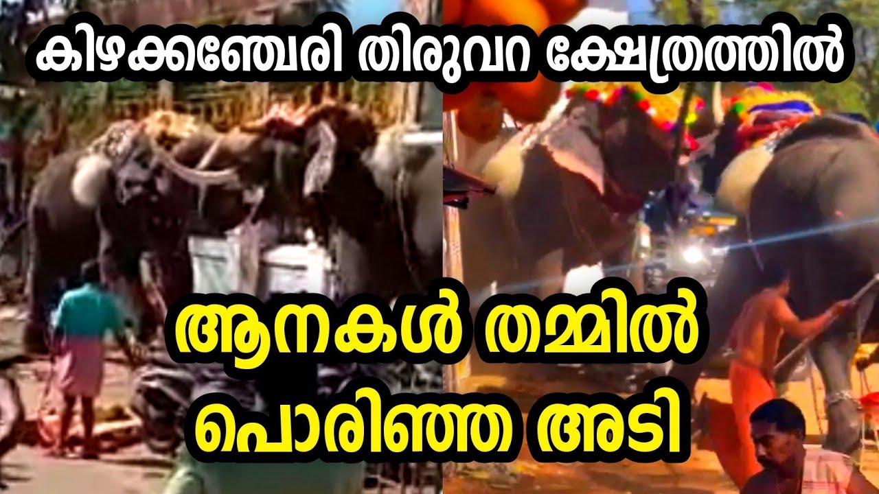 Elephant Attack | Elephant Attack Kerala 2022 | Palakkad Elephant ...