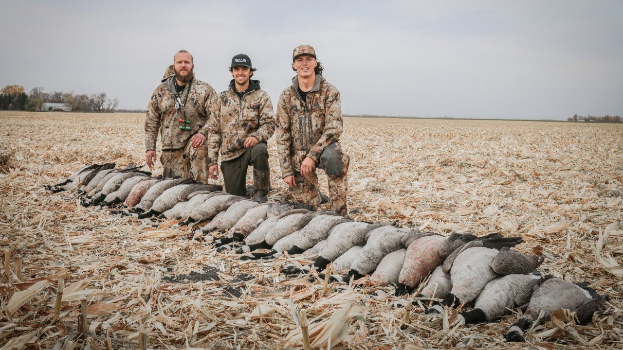 Goose Hunting 2020 Cornfield BEATDOWN (LIMITED IN 30 MINUTES) - YouTube