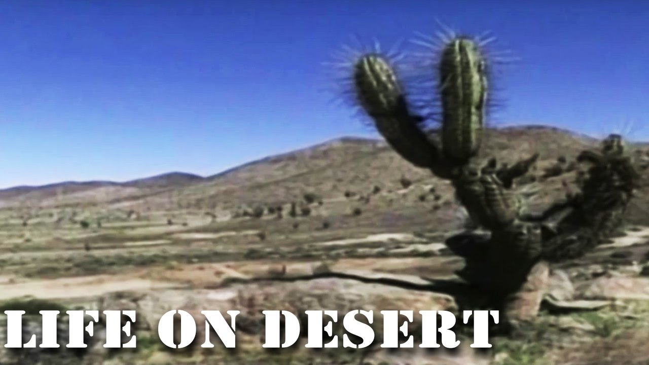 Life On Desert | Extreme Enviornments EP02 - YouTube