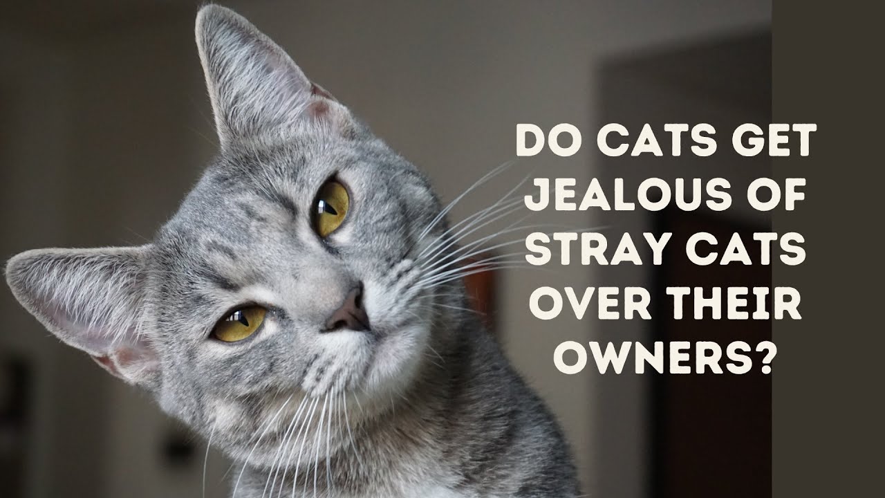 Do Cats Get Jealous of Stray Cats. #cats #catlover - YouTube